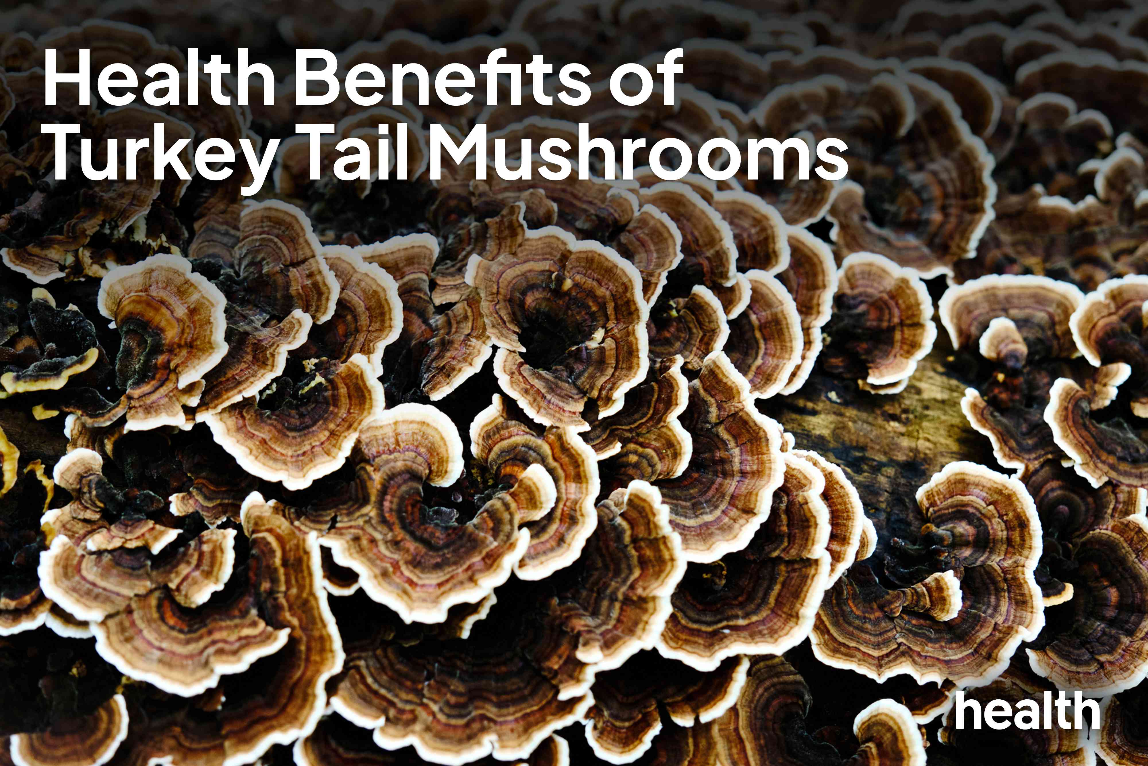 Health Benefits of Turkey Tail Mushroom