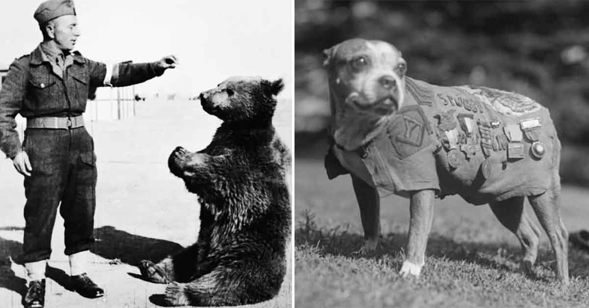 Furry Warriors: 15 of the Most Decorated Combat Animals in History