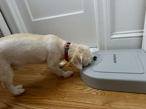 5 Best Automatic Dog Feeders 5 Best Automatic Dog Feeders