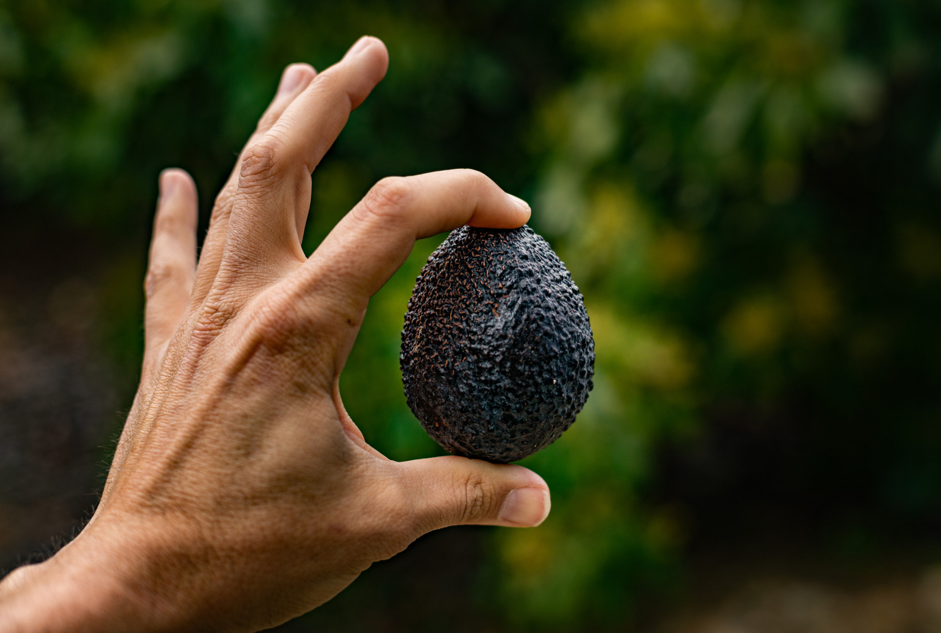 The unexpected consequences of eating avocados