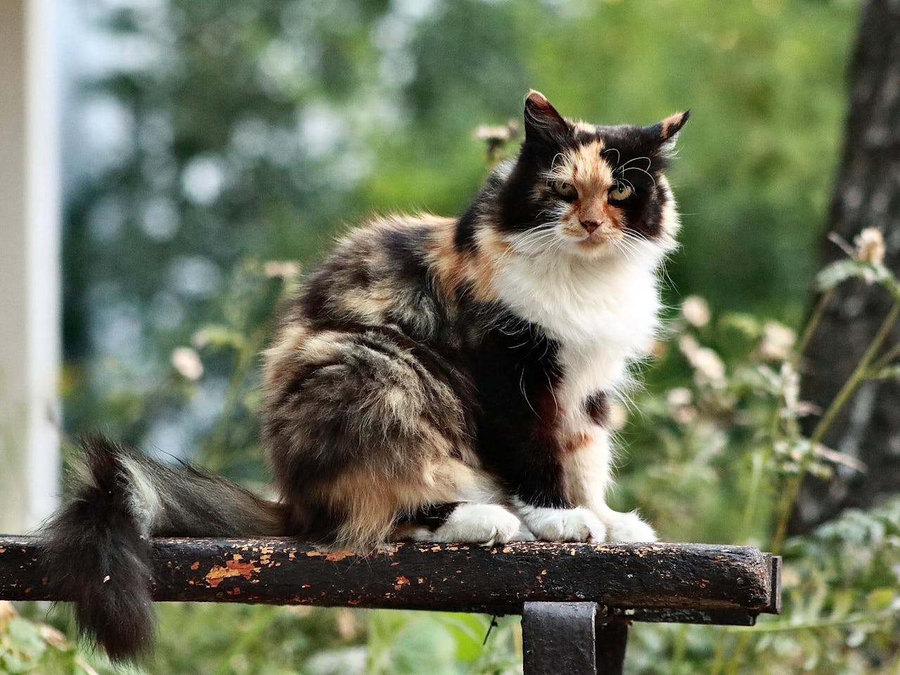 Is Your Cat Avoiding You? 10 Signs They May Not Like You