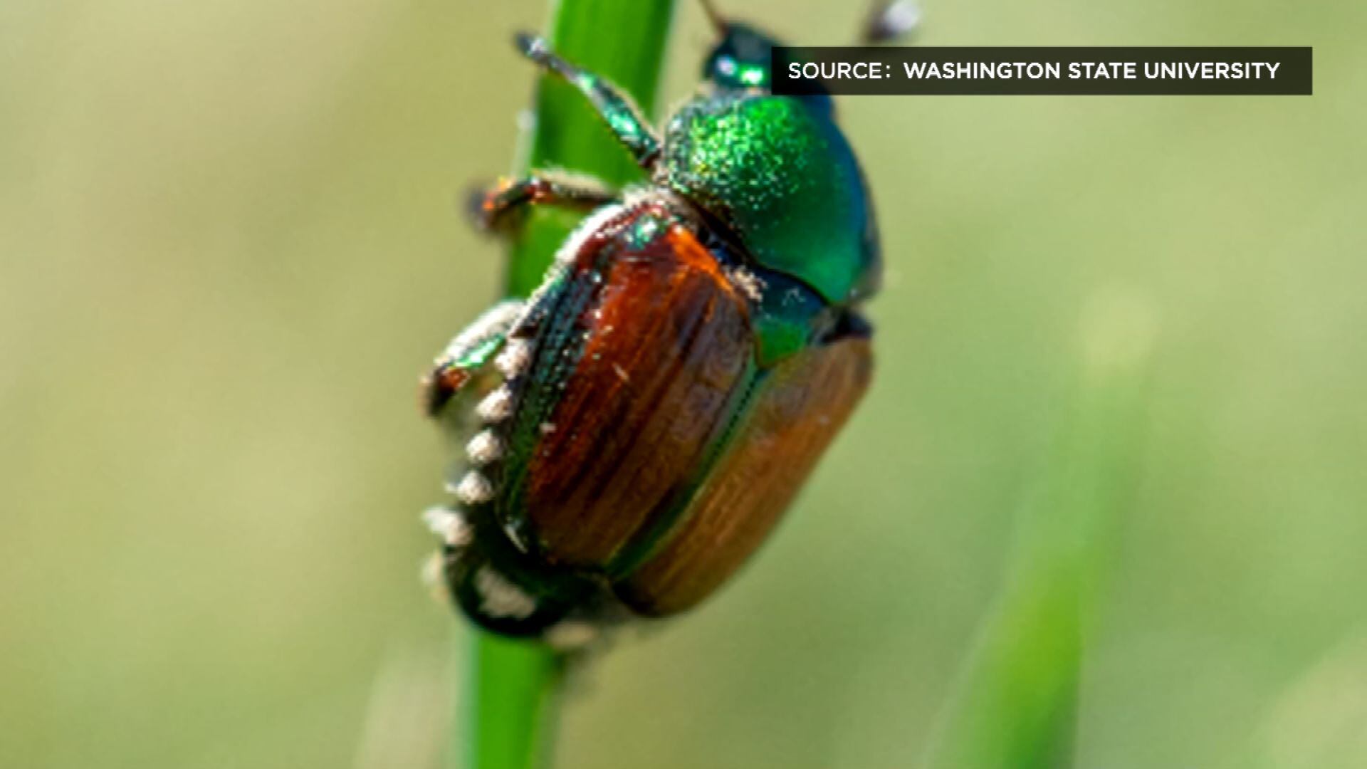 WA preparing to eradicate invasive Japanese Beetles from thousands of ...