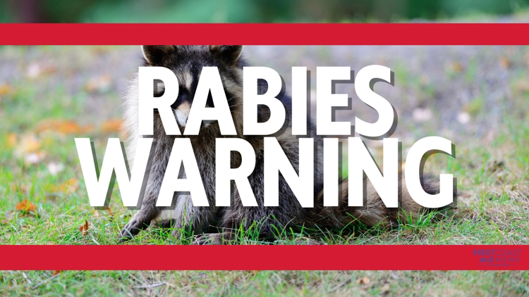 Glynn County Health Department cautions residents after raccoon tests ... Glynn County Health Department cautions residents after raccoon tests ...
