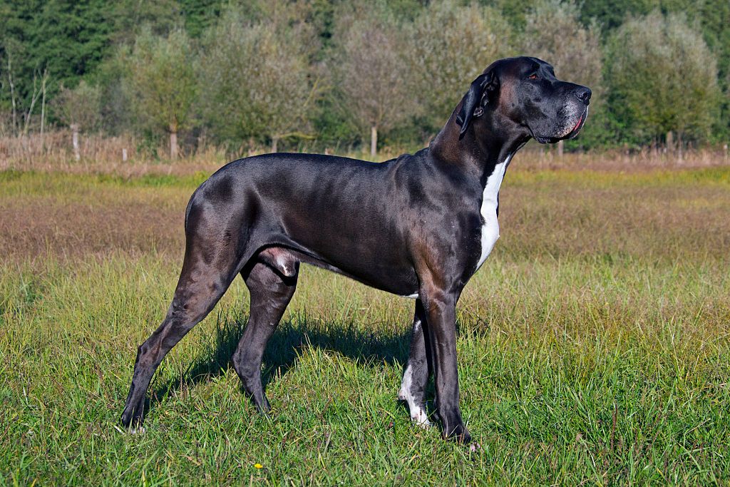 We Found 12 of the Tallest Dog Breeds That Will Tower Over You