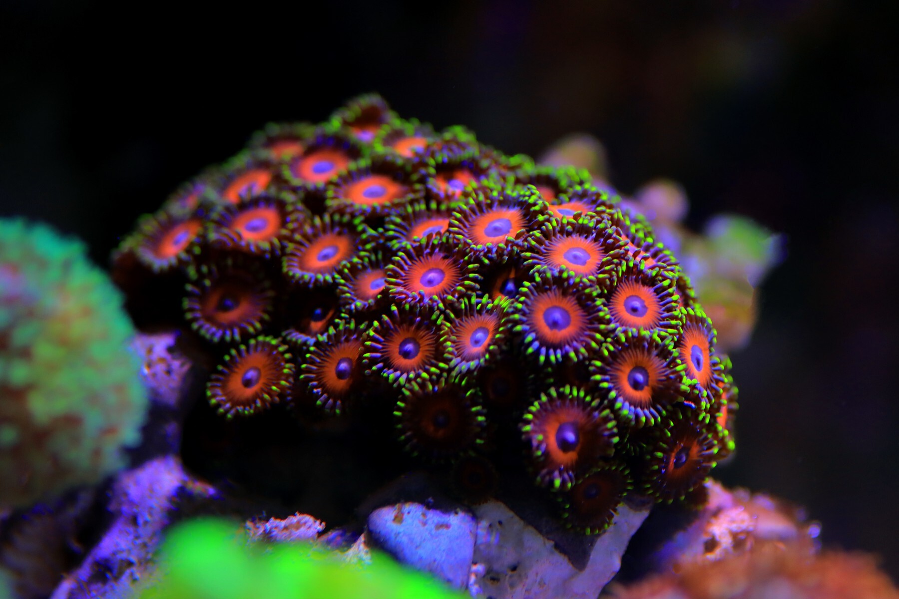 The mysteries of the abyss: A 20-picture exploration of the uncharted ...