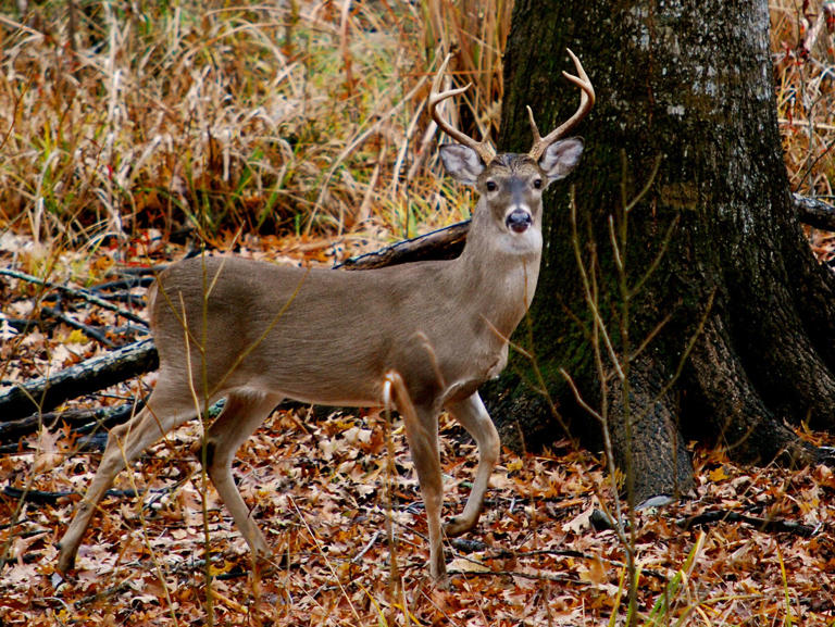 Alabama hunting licenses: Where to get them and how much they cost