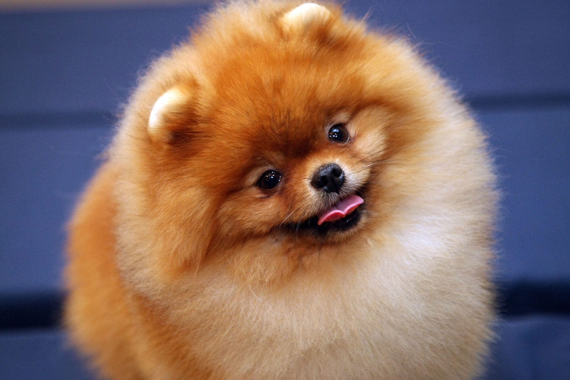 The 30 smallest dog breeds in the world