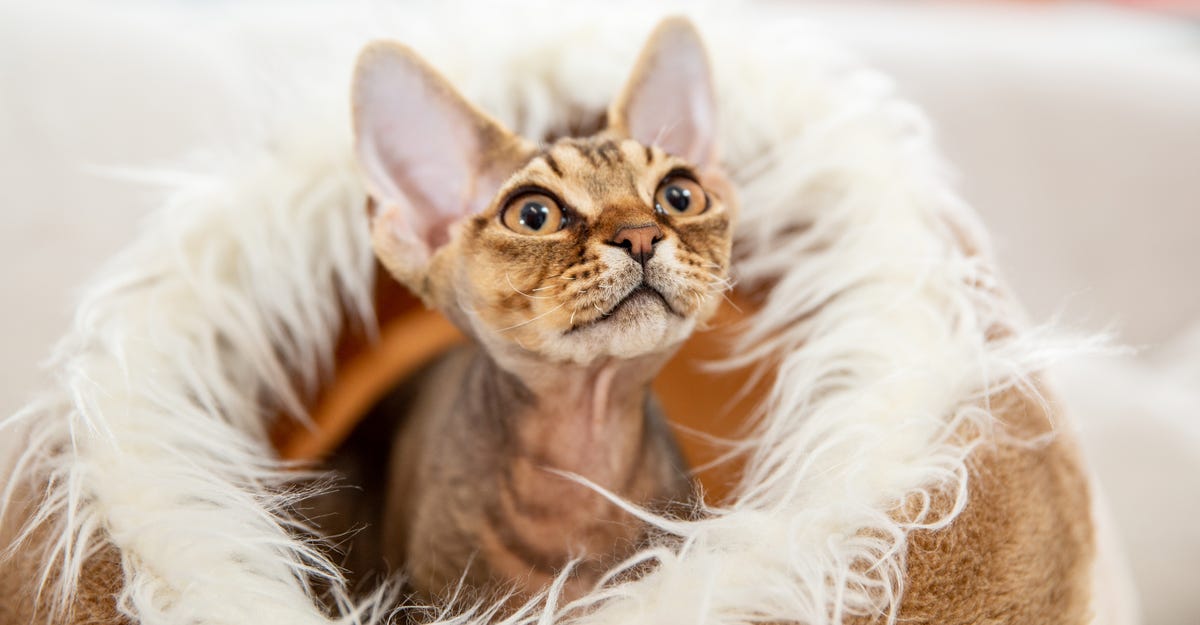 These 23 Ridiculously Cute Cat Breeds Will Make You Go "Awww!"