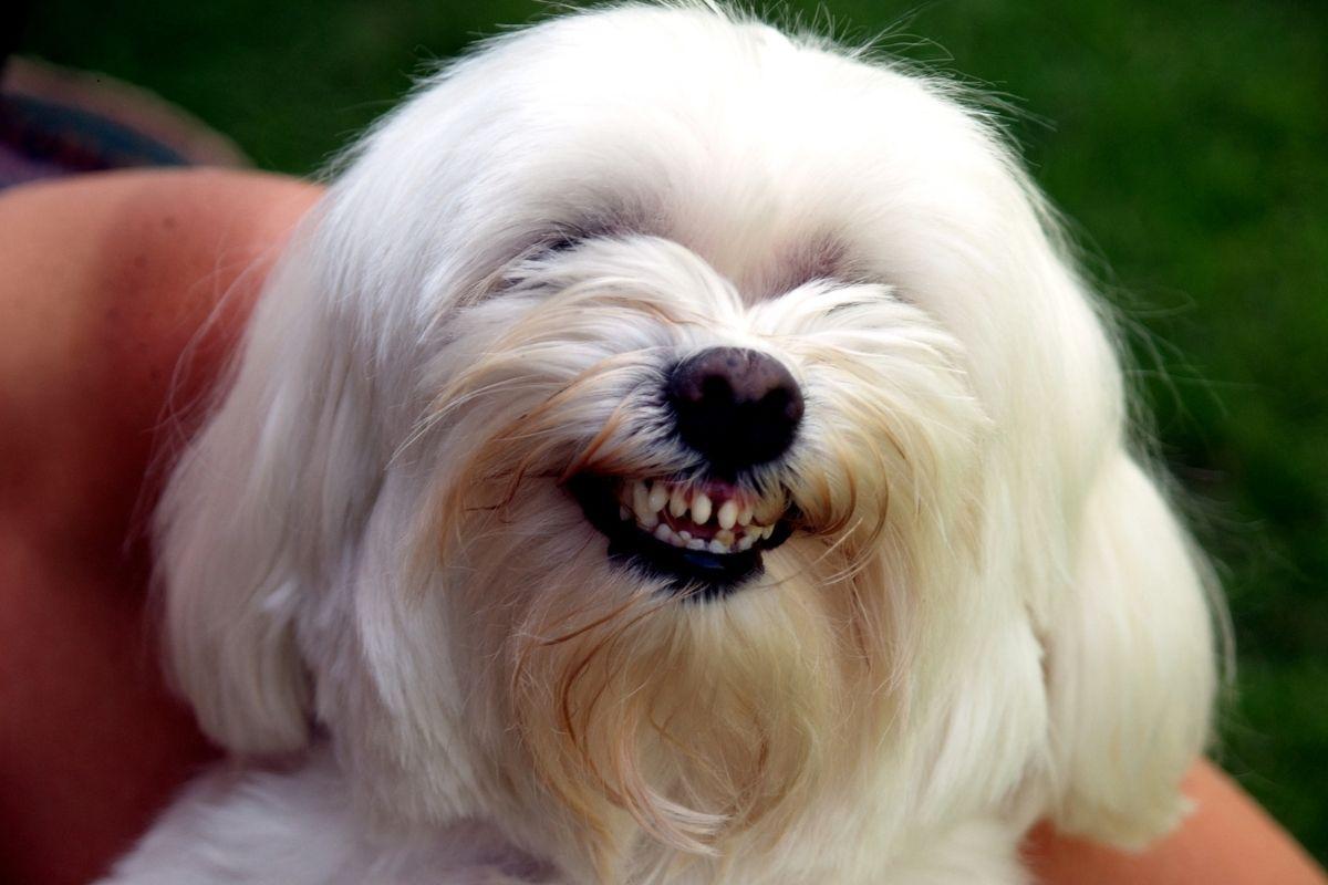 Most Affectionate Dogs: Here are the 10 loving breeds of dog that adore ...