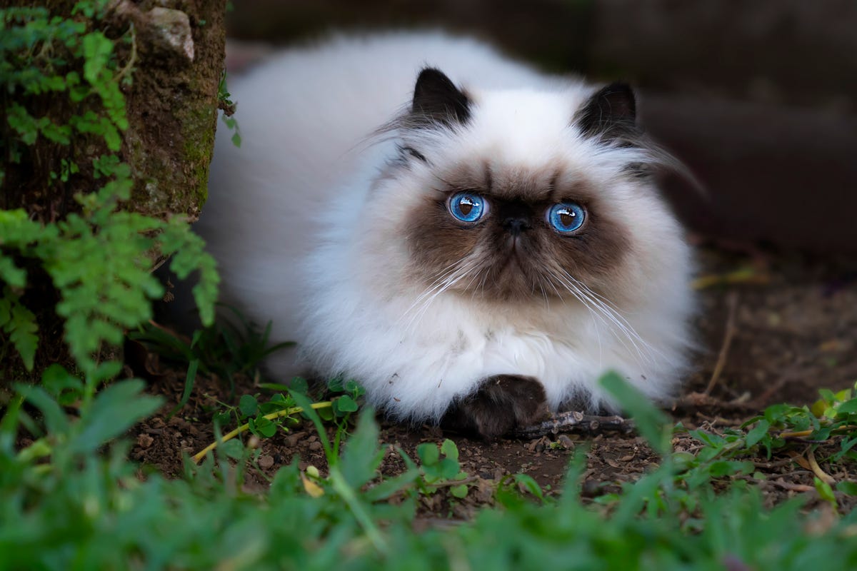These 23 Ridiculously Cute Cat Breeds Will Make You Go "Awww!"
