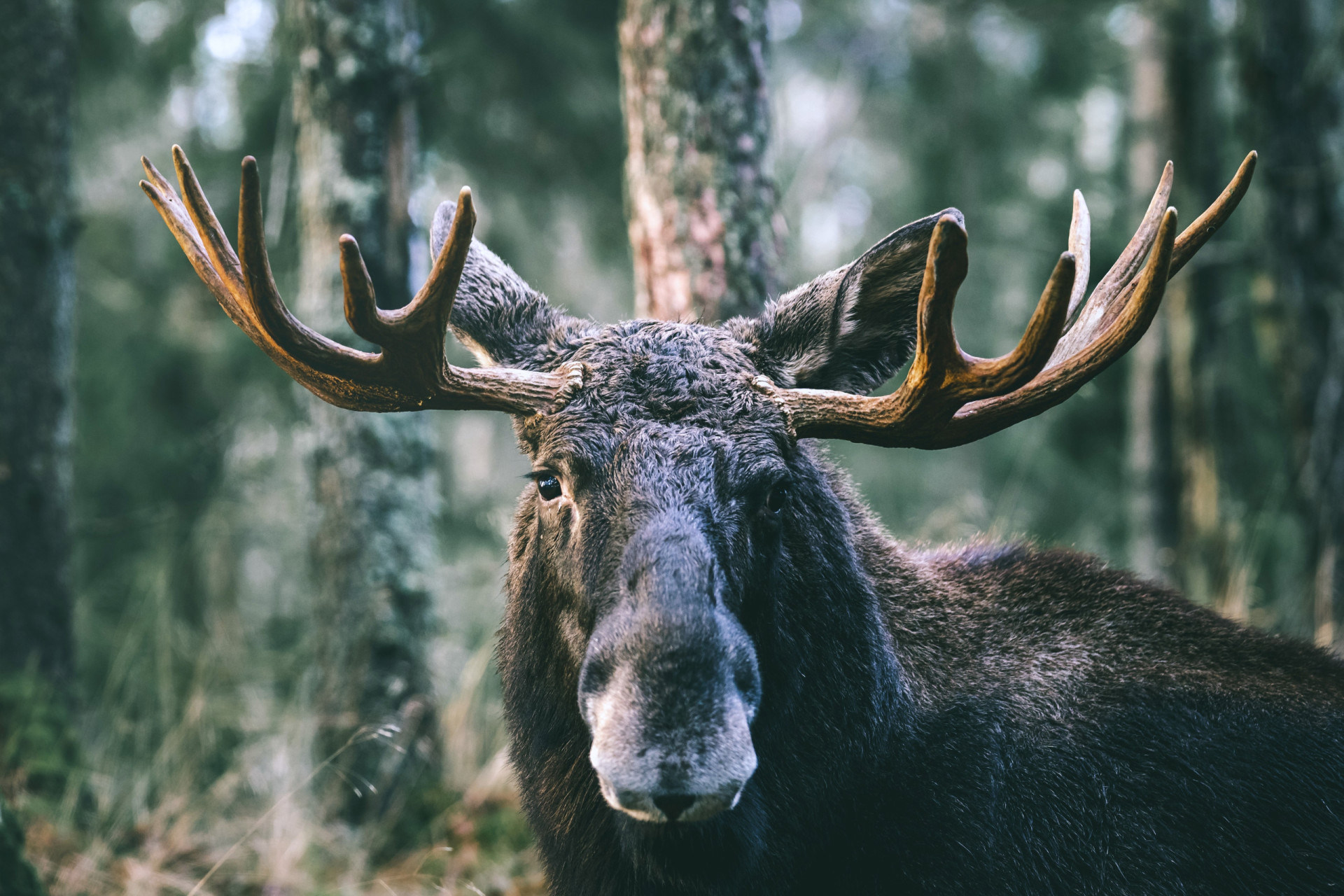 Canada's most dangerous creatures Canada's most dangerous creatures