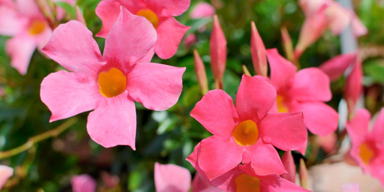 How to Grow and Care for a Mandevilla Plant