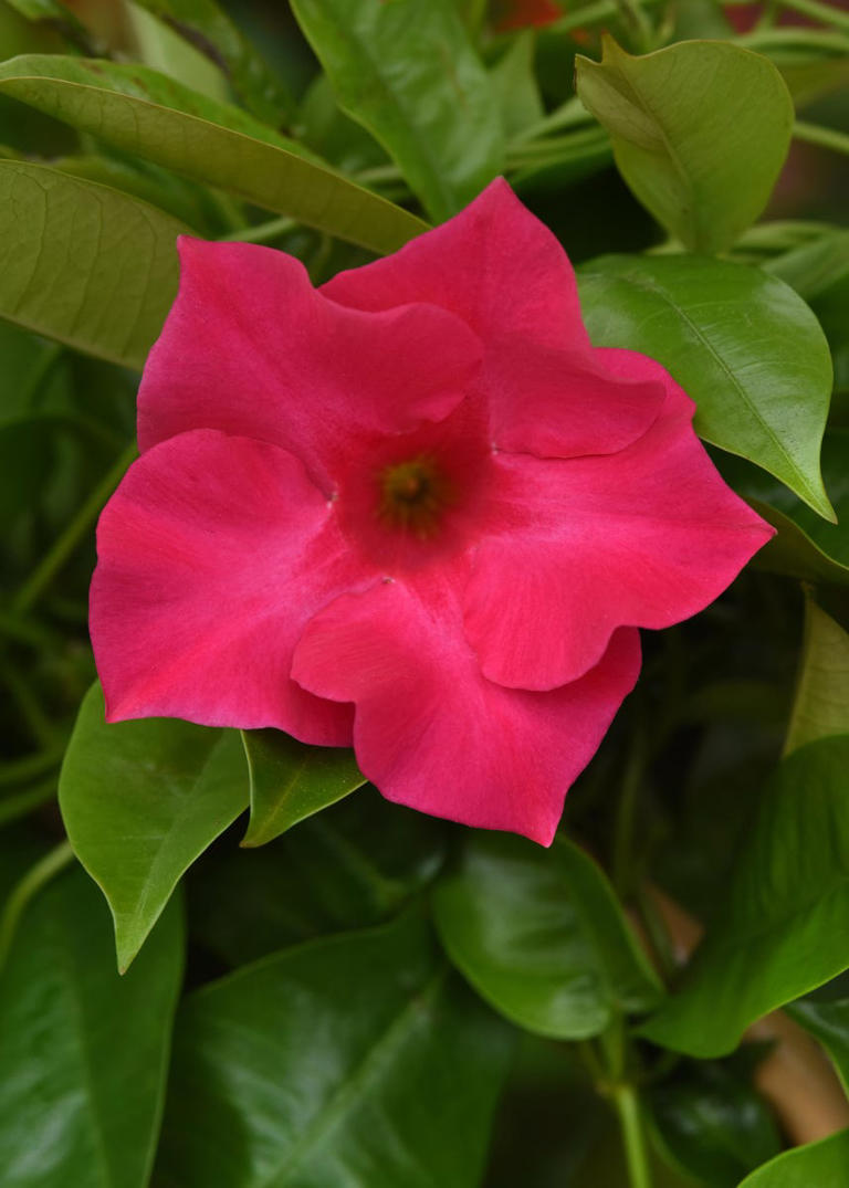 How to Grow and Care for a Mandevilla Plant