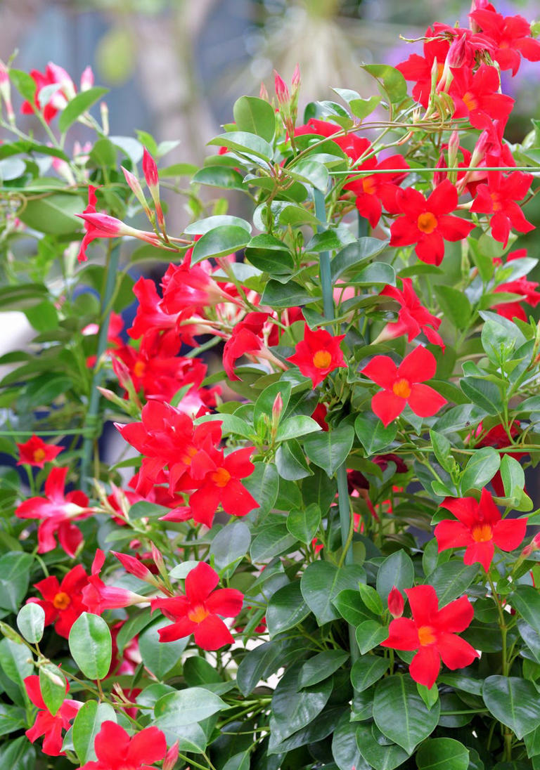 How to Grow and Care for a Mandevilla Plant