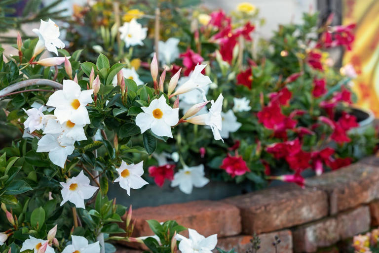 How to Grow and Care for a Mandevilla Plant