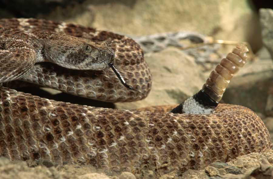 Rattlesnake season approaches, Fix West Texas can help protect your pets