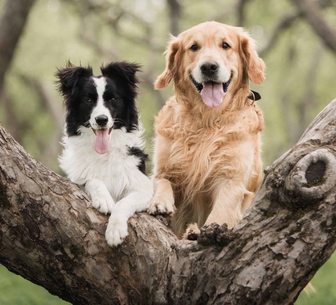 5 ways to help your dog live a long, healthy life