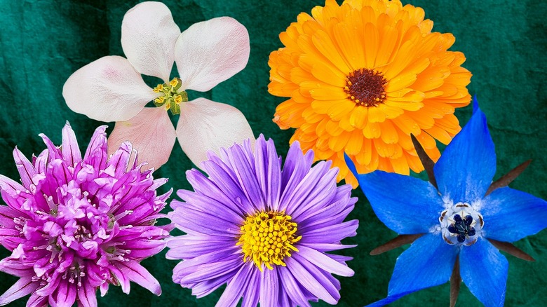17 edible flowers you absolutely must know about