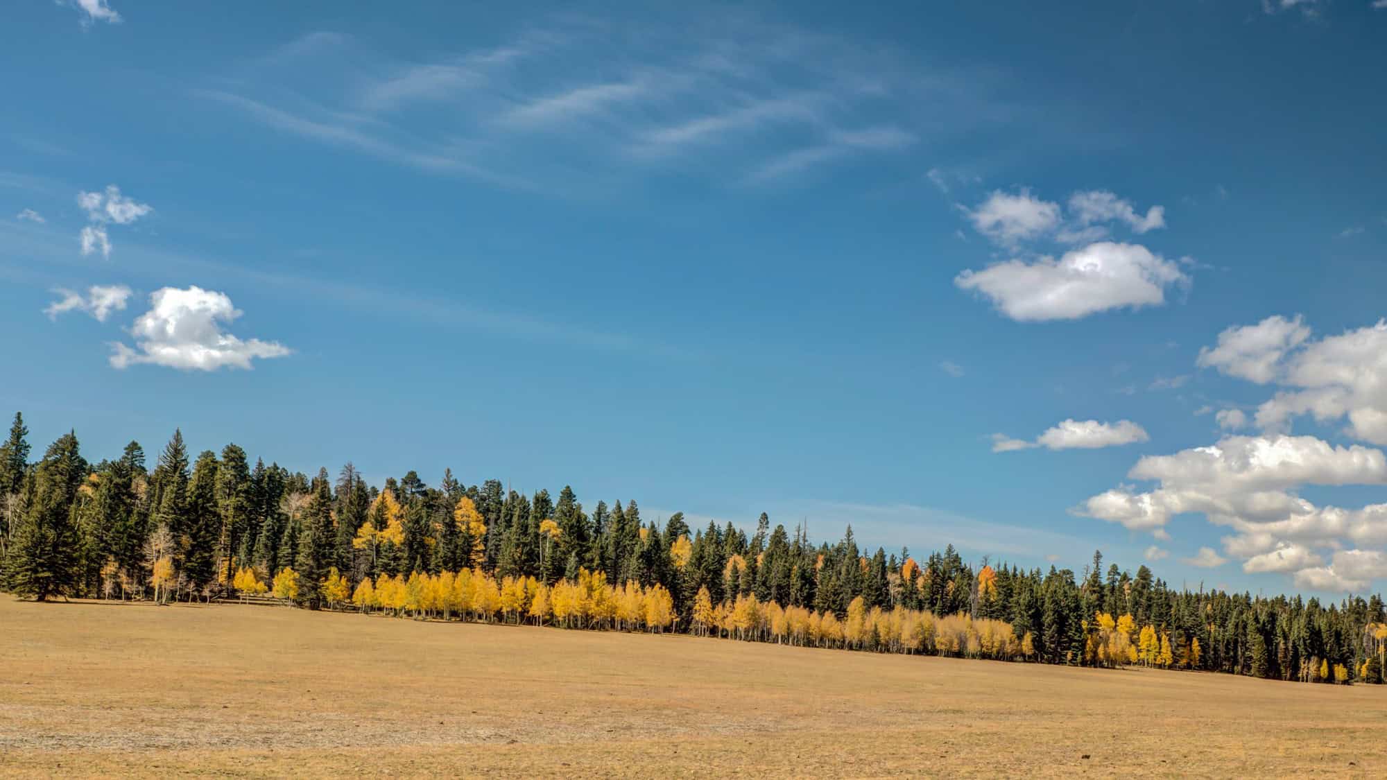 12 Grand Canyon Animals You Should Steer Clear Of