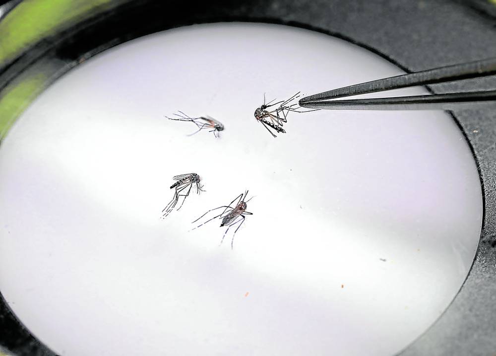 Iloilo records surge in dengue cases