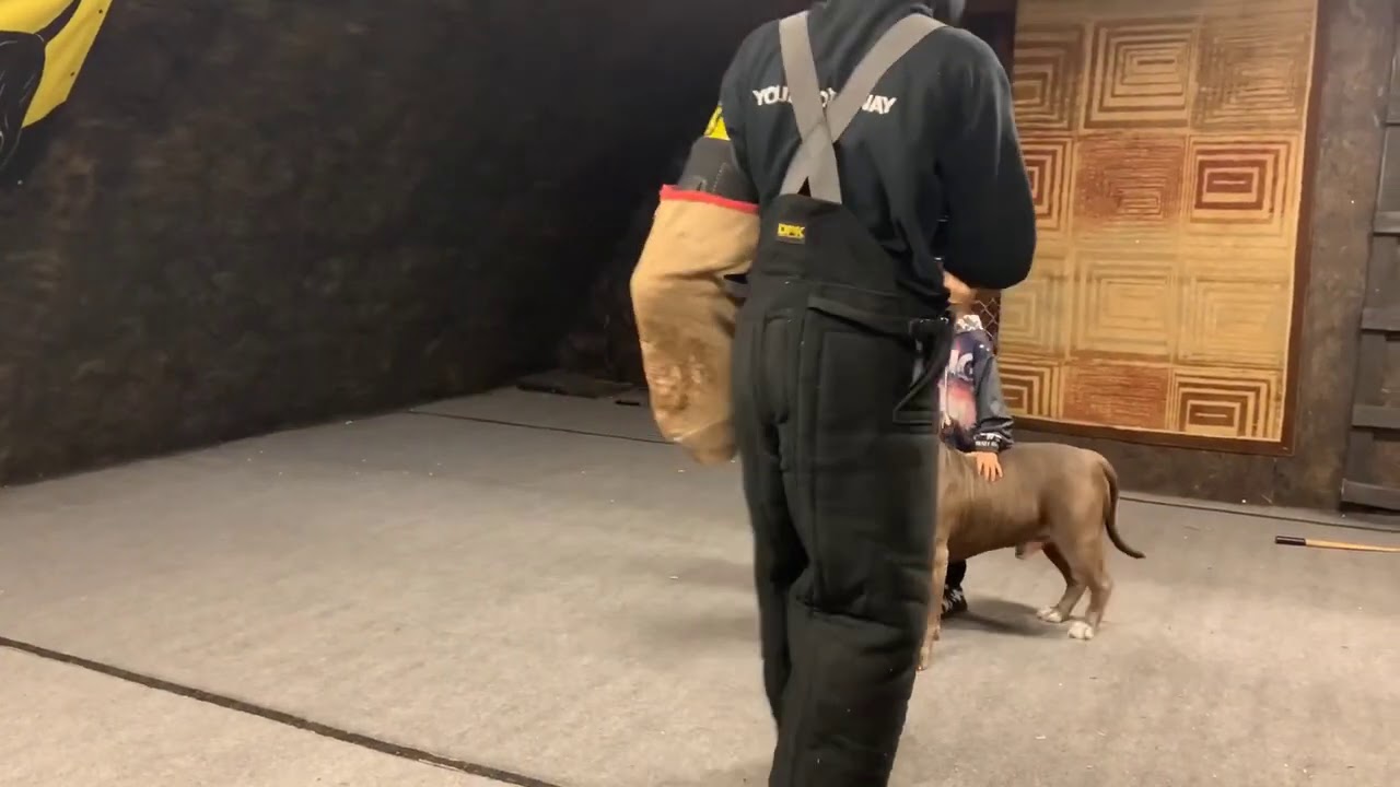 Incredible Things Dogs Do That Will Blow Your Mind