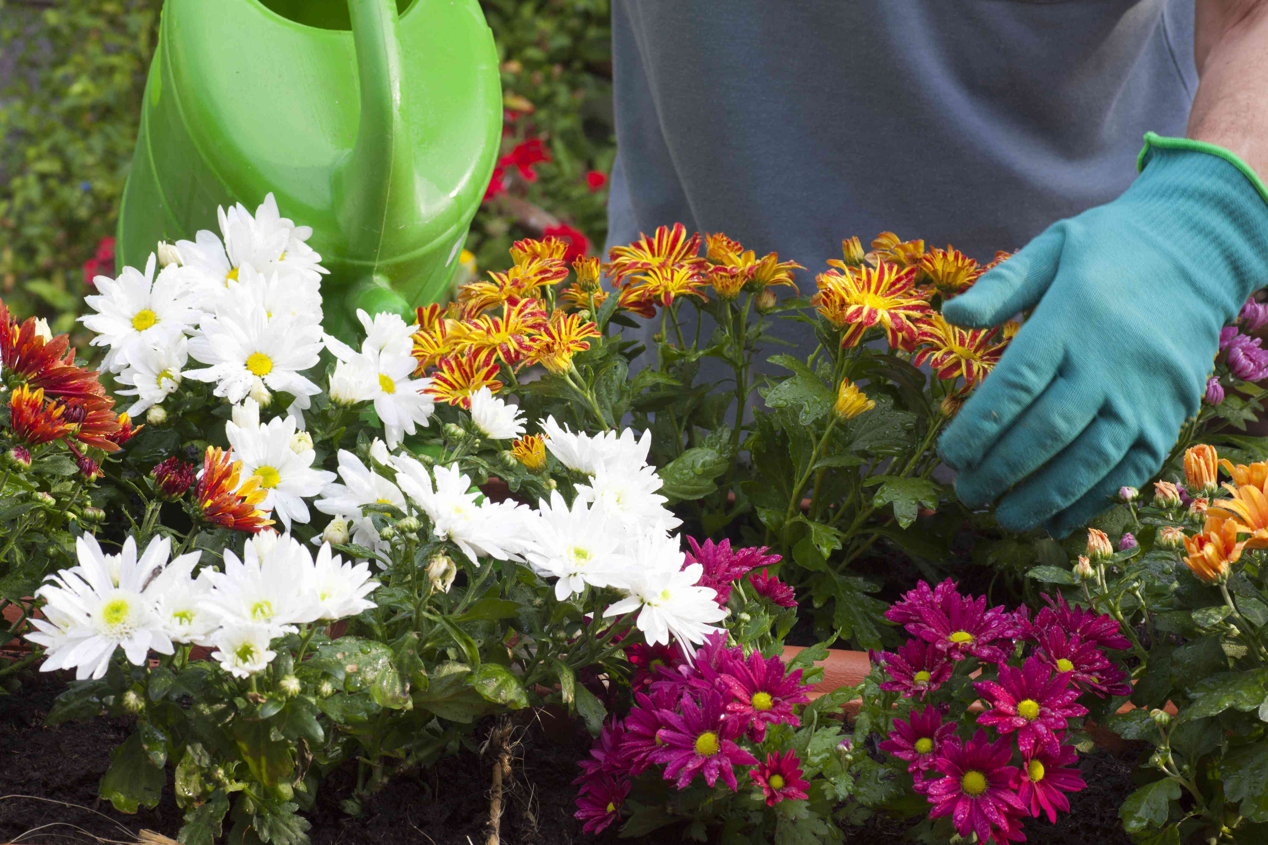 How Often To Water Mums To Keep Them Blooming