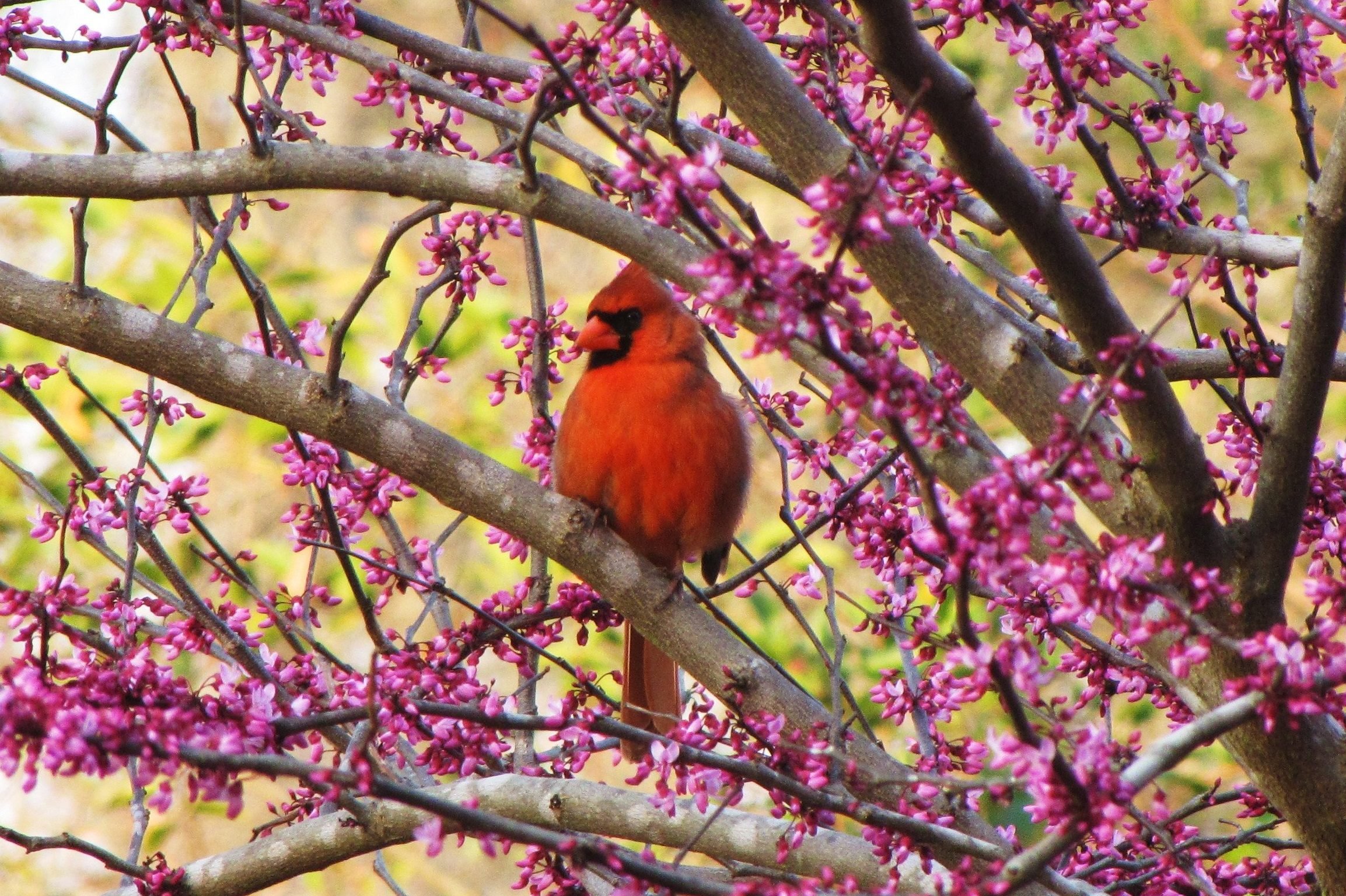 10 Types of Flowering Trees