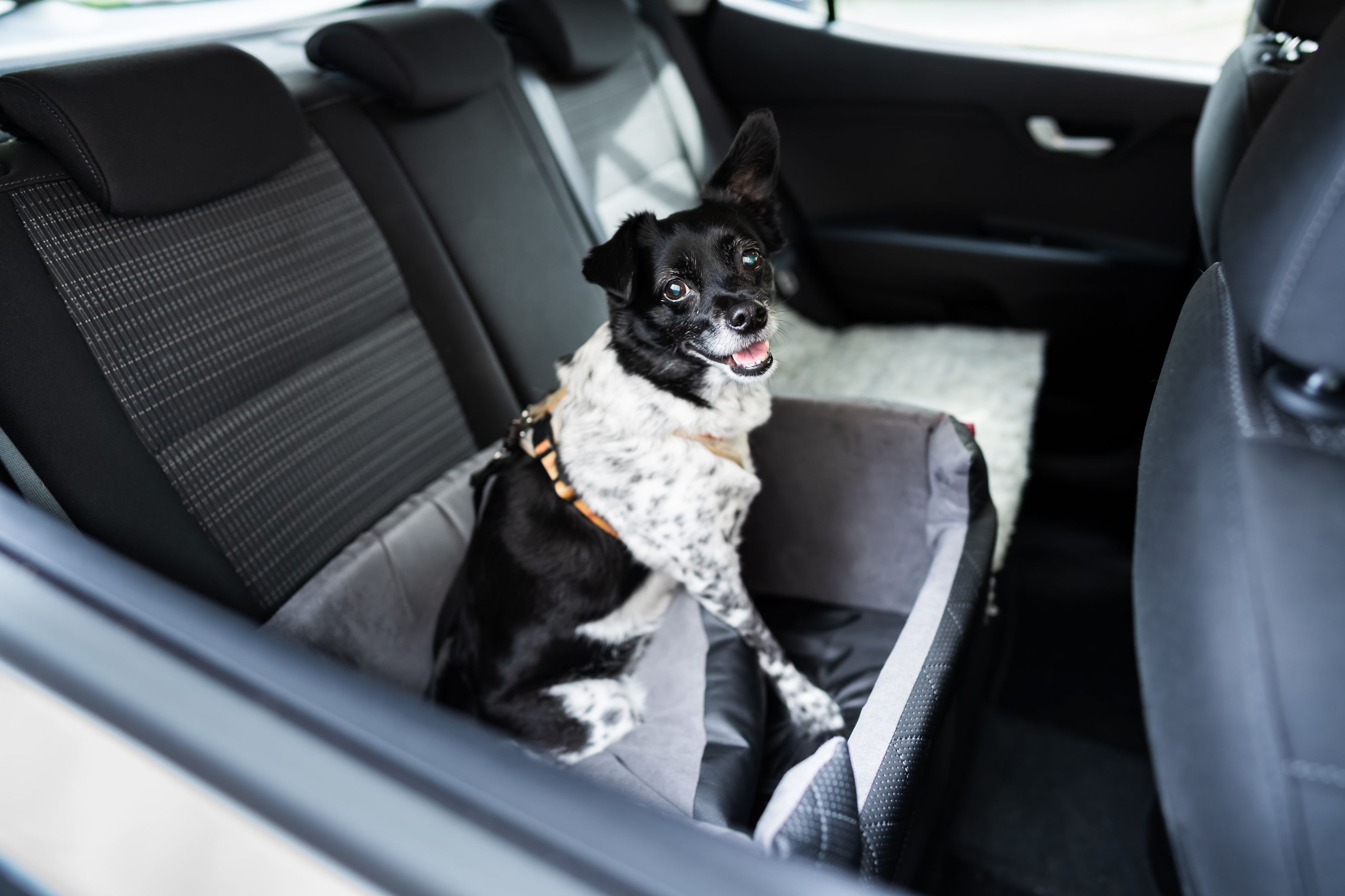 15 dog car seats to keep your pet happy and safe on the road
