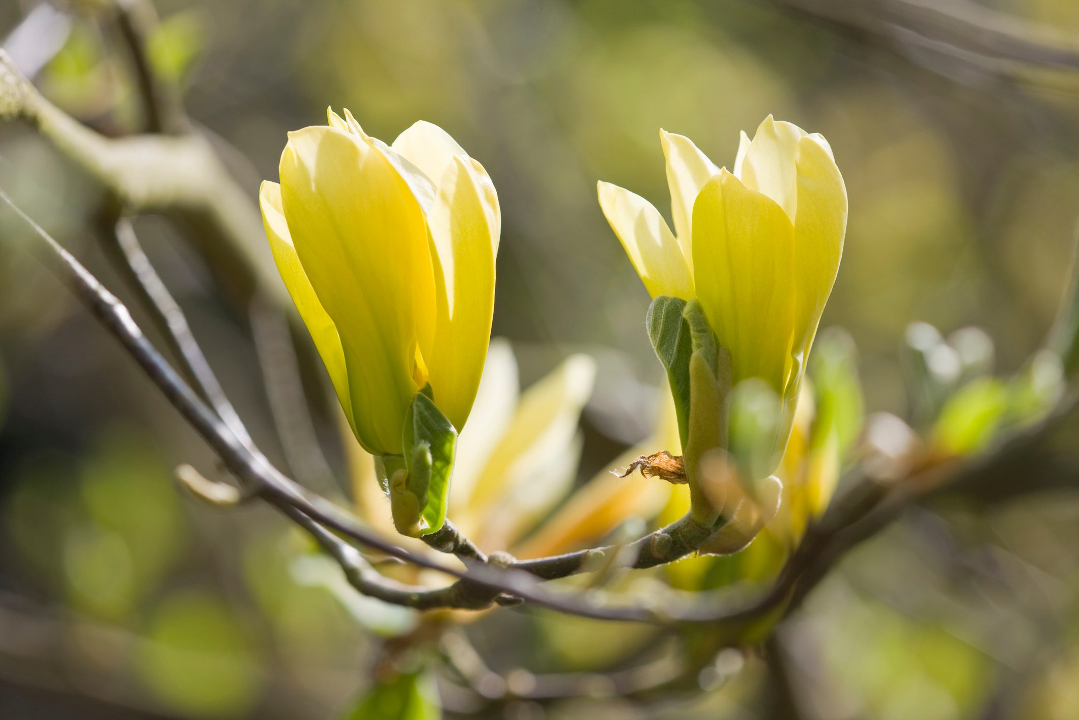 10 Types of Flowering Trees