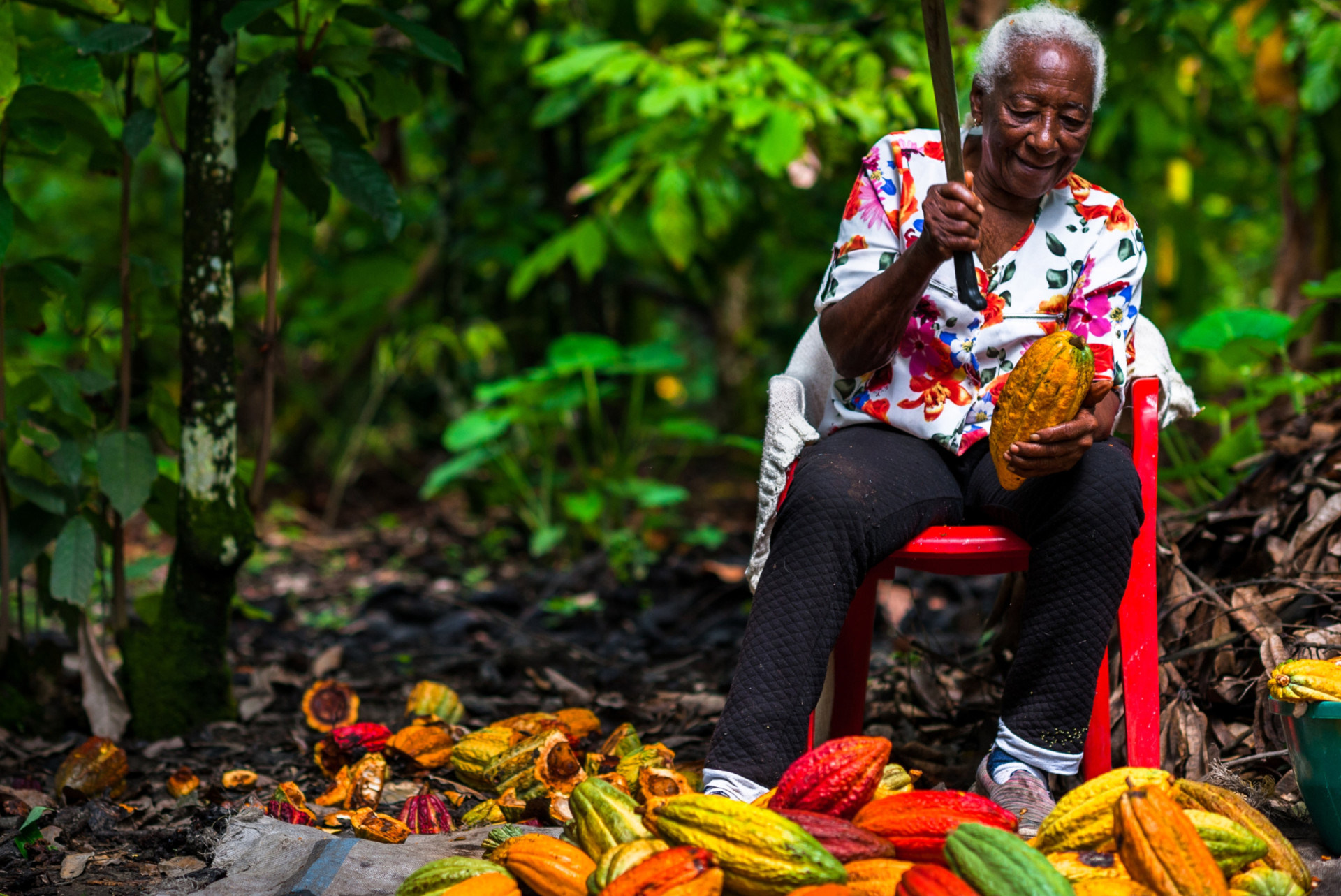 Cocoa's potential beyond chocolate Cocoa's potential beyond chocolate