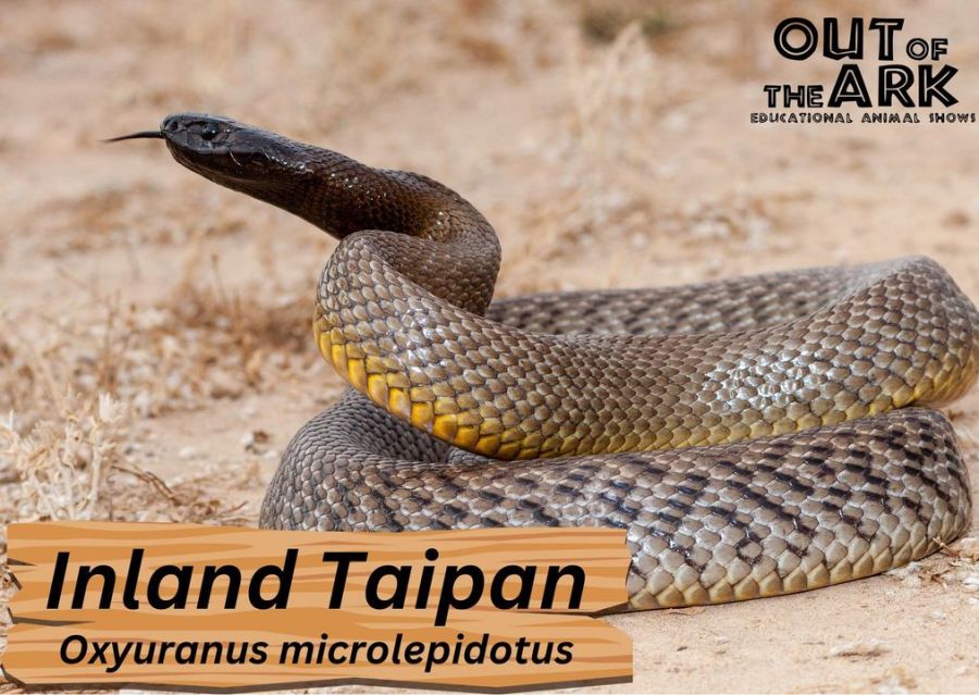 Florence bans ownership of venomous snakes after man bit by inland taipan