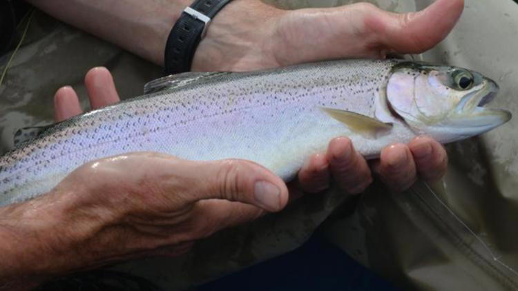 Fish around and find trout: IDFG stocking rainbow trout in the Magic Valley