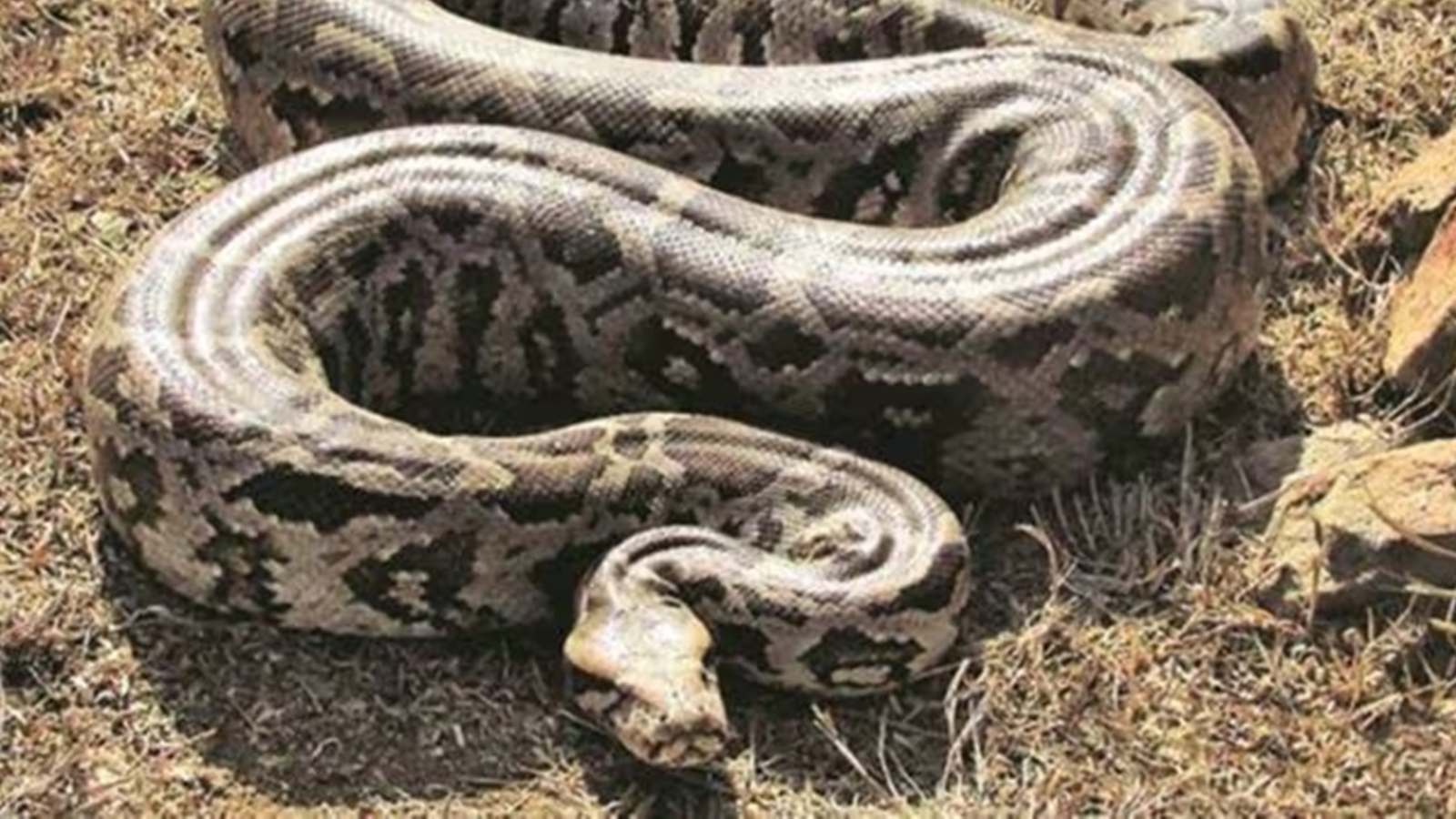 3 SNAKES THAT HAVE BEEN KNOWN TO EAT HUMANS