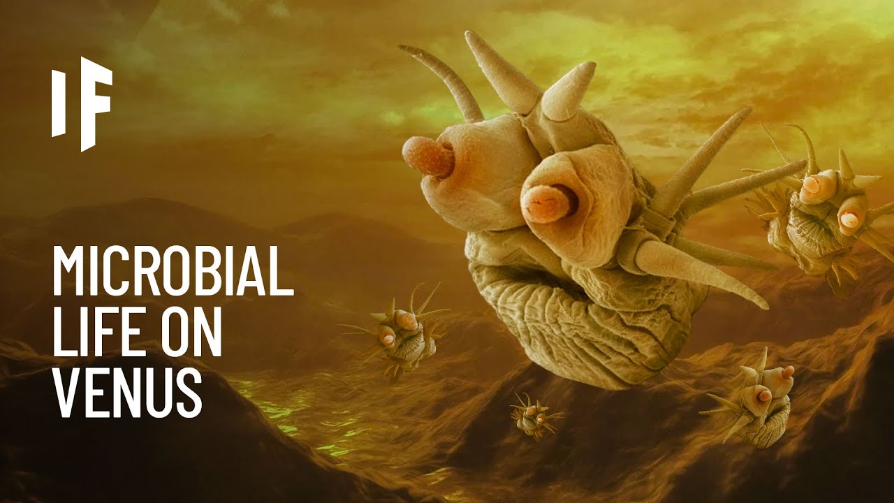 What if there is life on Venus?