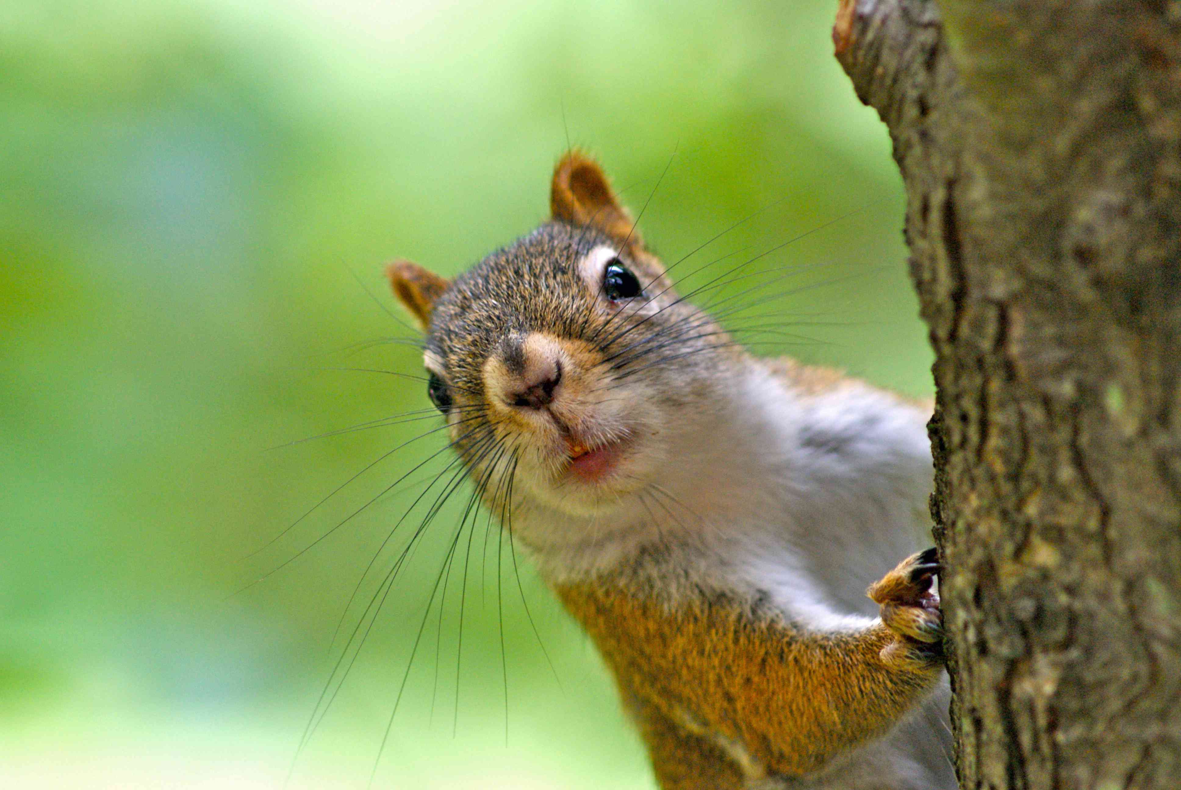 9 plants squirrels hate—and you’ll love having in the garden