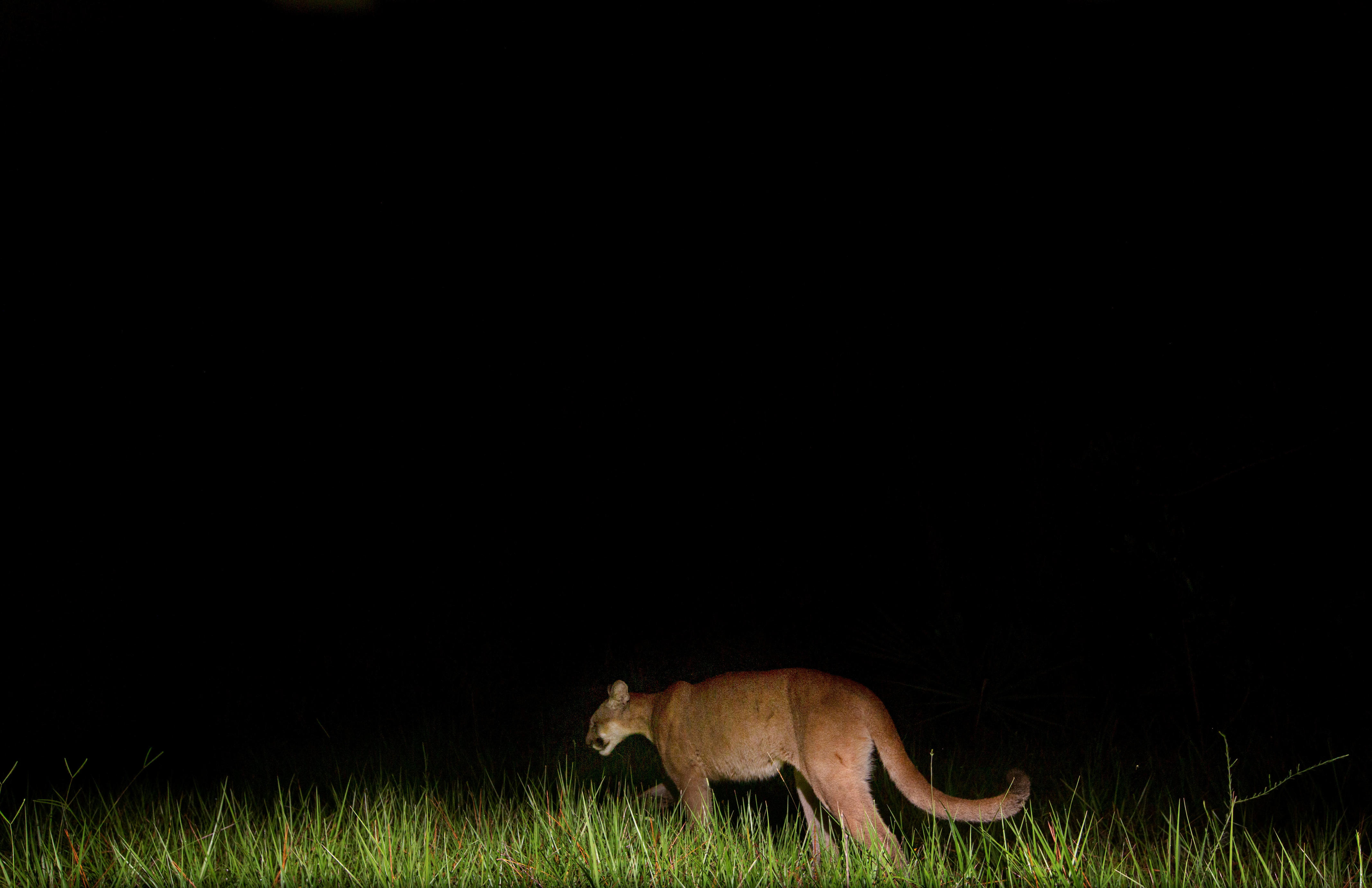 Florida biologists collar a huge, 166-pound Florida panther