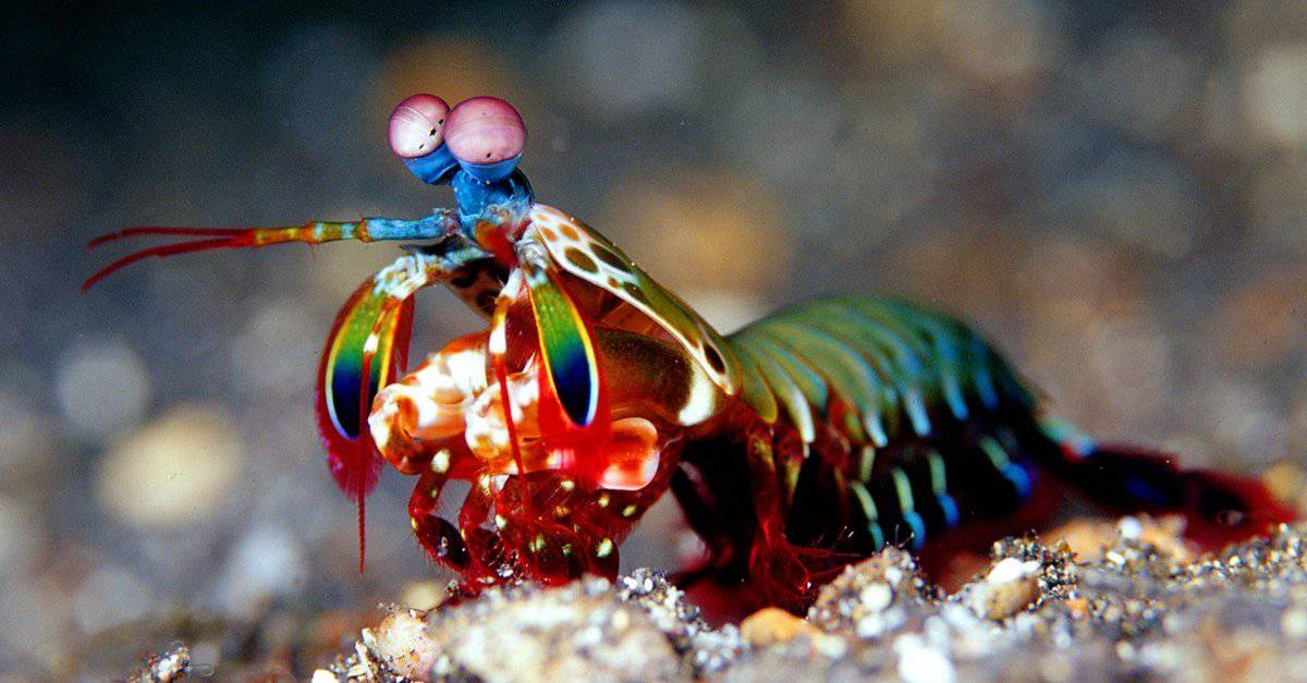 The Top 23 Strangest and Most Bizarre Animals Still on the Planet Today