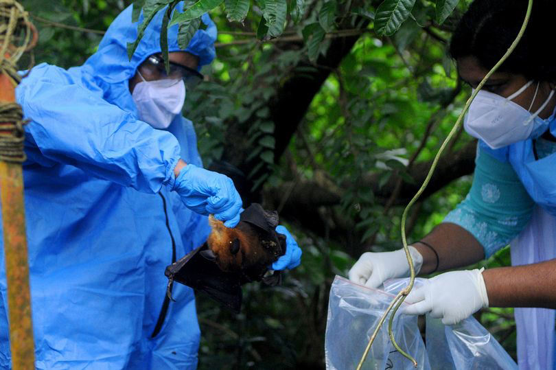 Nipah virus: Second death as killer brain-swelling bat virus breaks out ... Nipah virus: Second death as killer brain-swelling bat virus breaks out ...