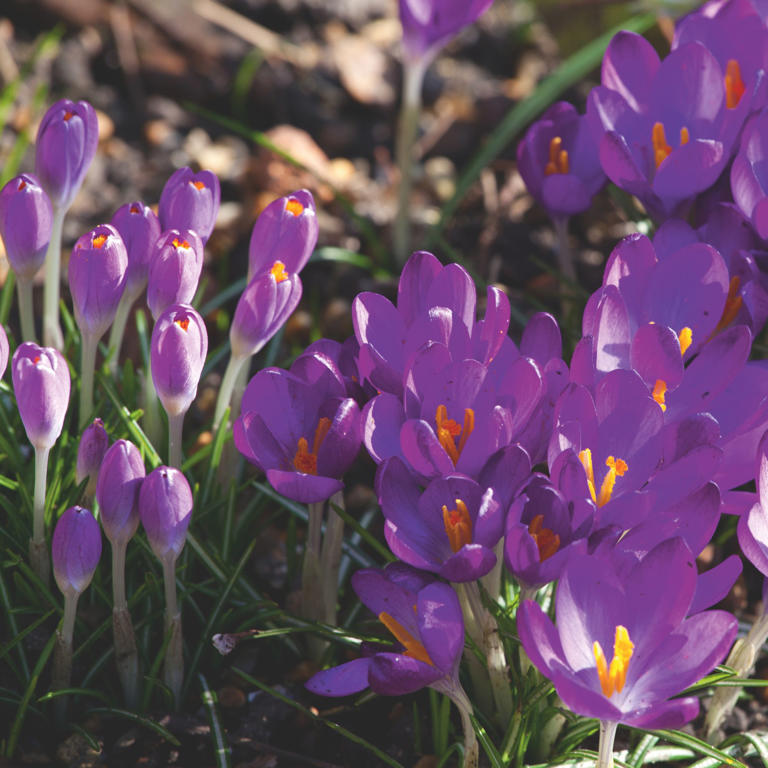 Do crocus bulbs multiply? Everything you need to know about how to get ...