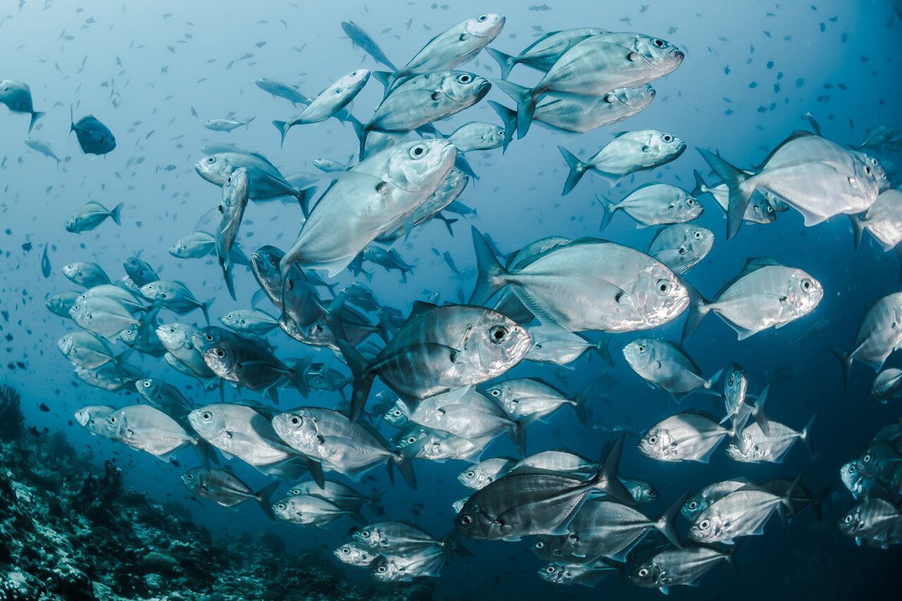 Human impact on the ocean will double by 2050, scientists warn