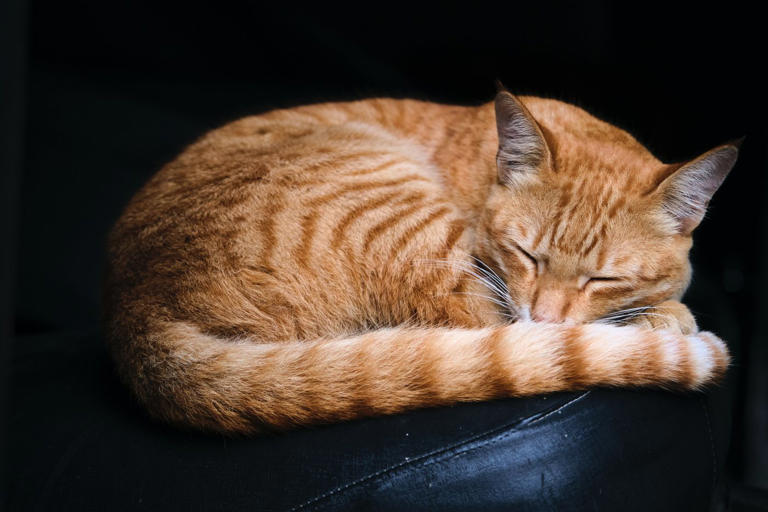 Why Cats Pick Your Feet as Their Favorite Sleeping Spot