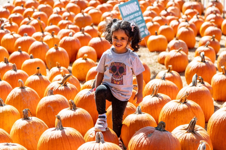 Boone Hall set to open pumpkin patch, corn maze for 2025 fall season