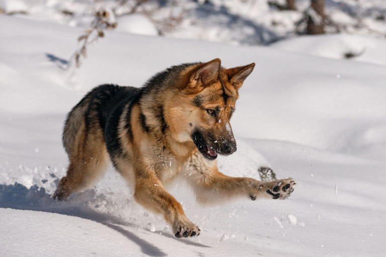 Cold Climate Dogs: These are the 10 breeds of adorable dog that cope ...