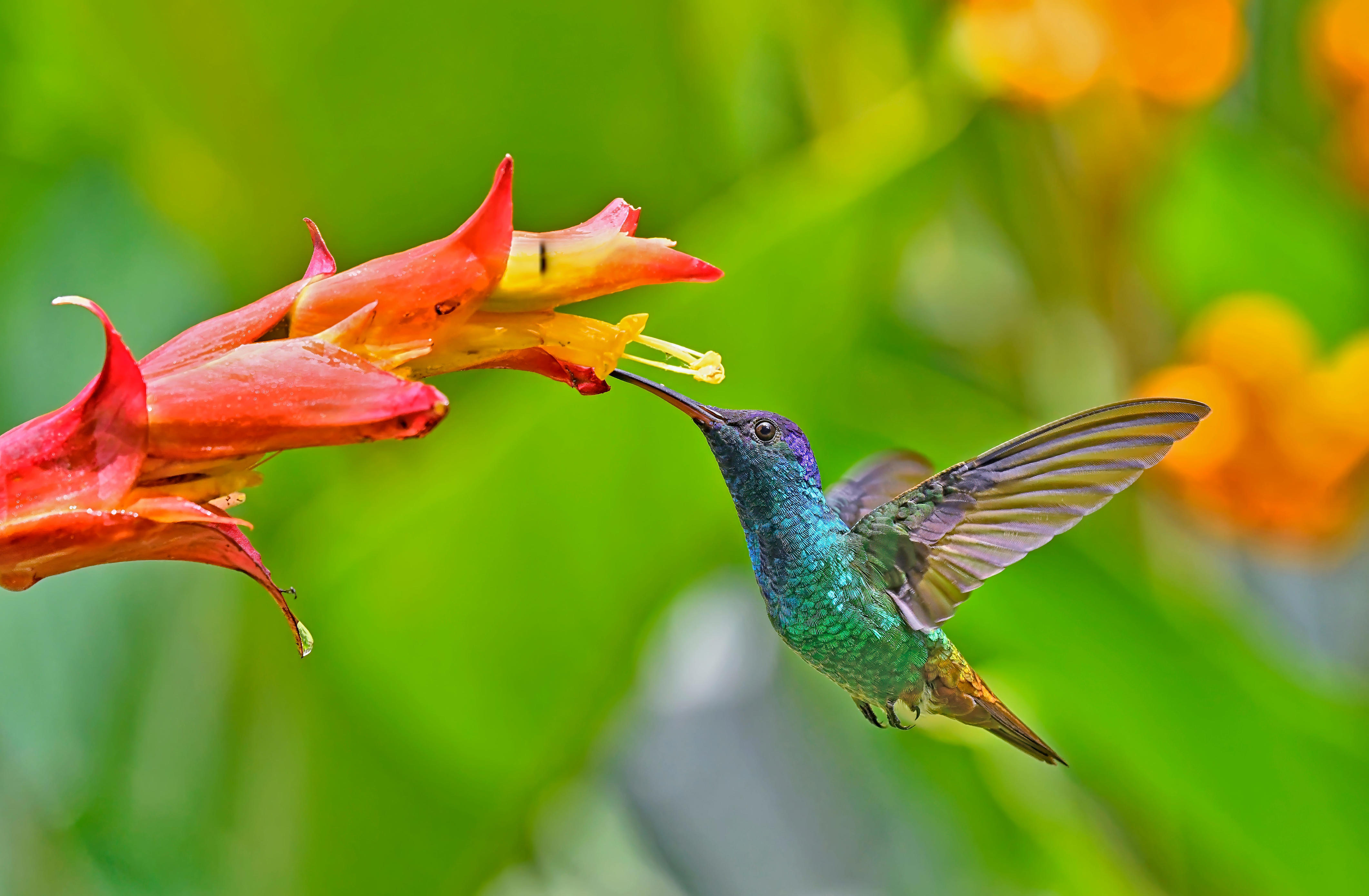 Hummingbird migration map 2025: See when, where hummingbirds can be ...