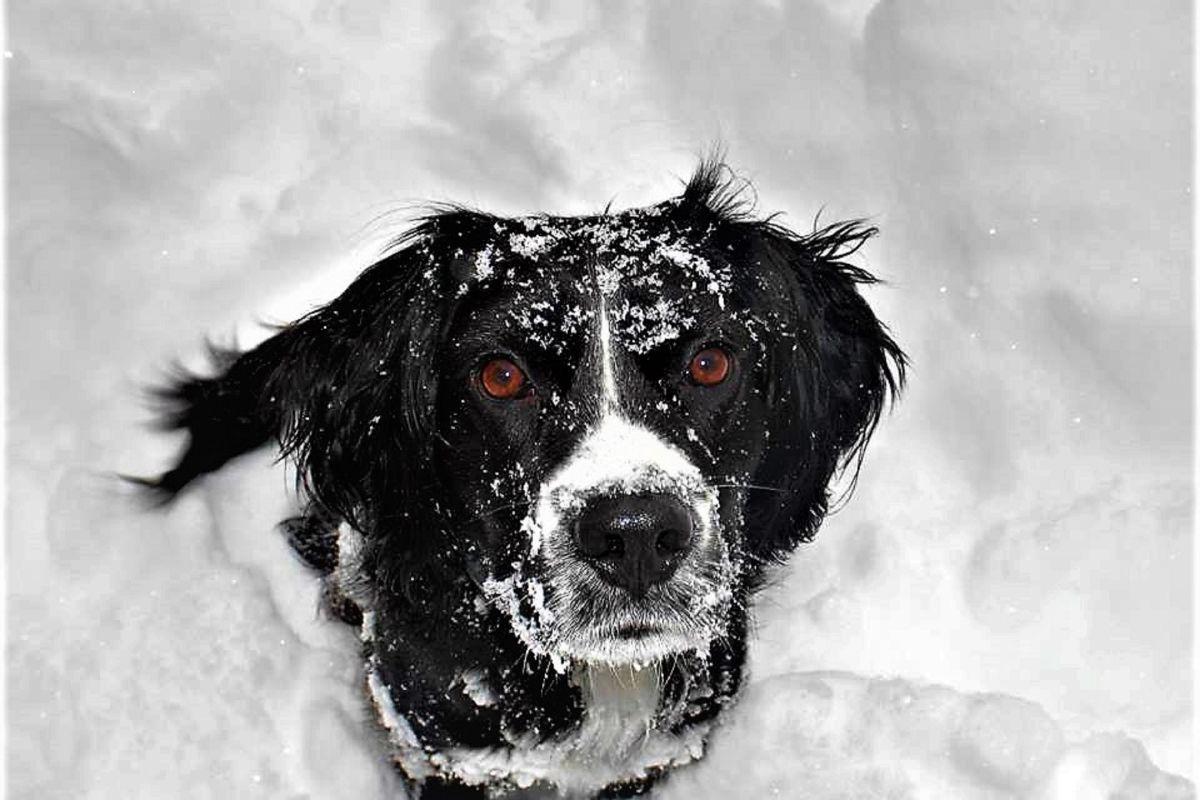 Cold Climate Dogs: These are the 10 breeds of adorable dog that cope ...