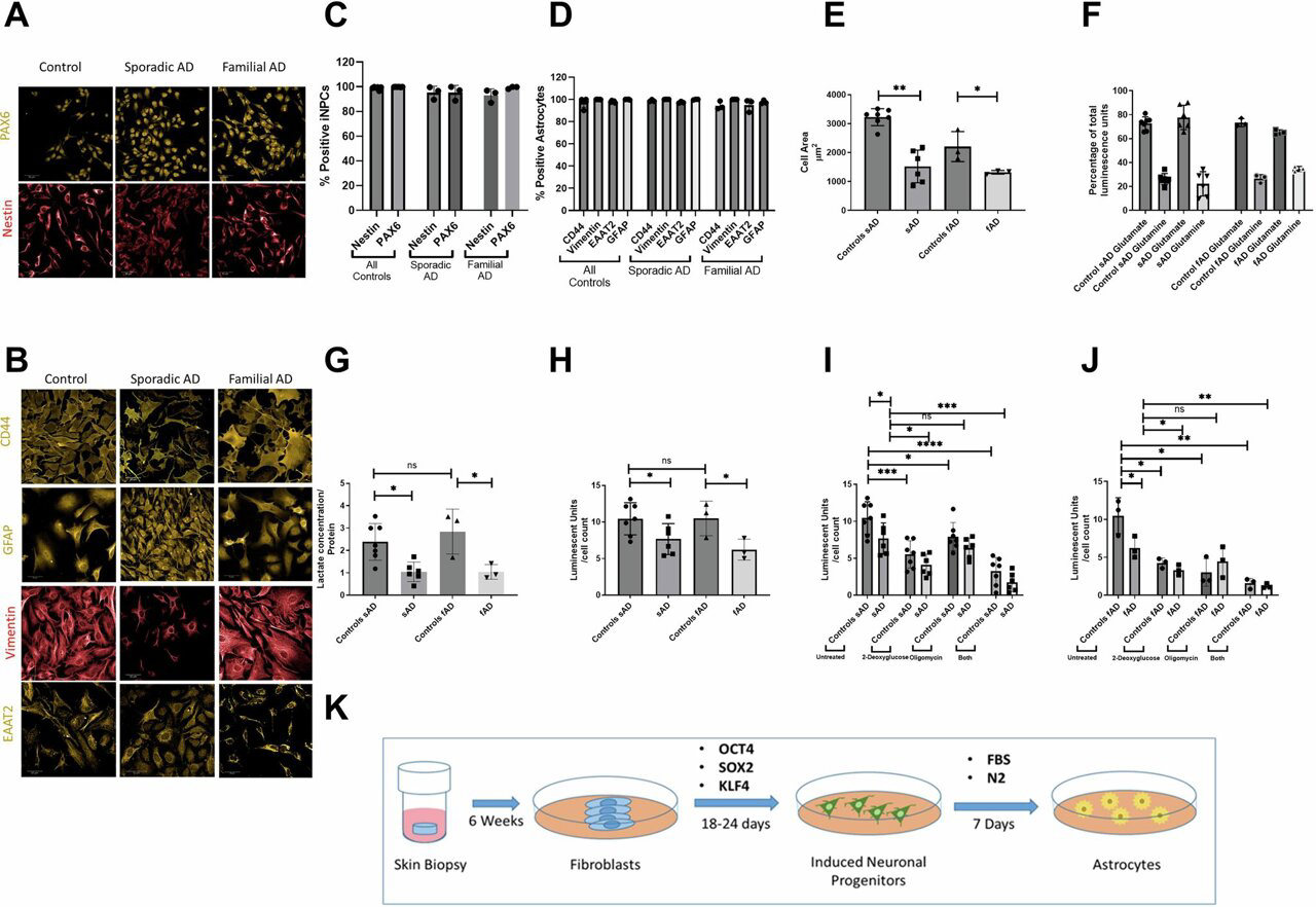 Astrocytes study identifies a new therapeutic target for Alzheimer's ... Astrocytes study identifies a new therapeutic target for Alzheimer's ...