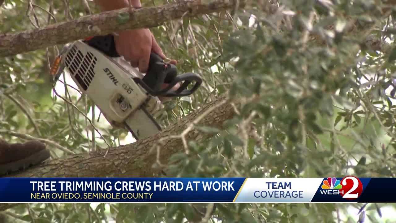 Getting your trees ready for storms | 2025 hurricane season prep