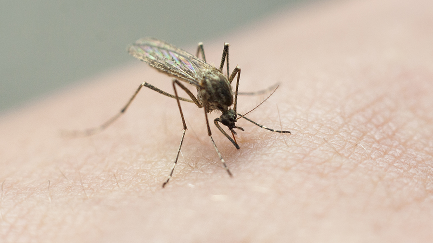 West Nile Virus found in Mercer County mosquitoes