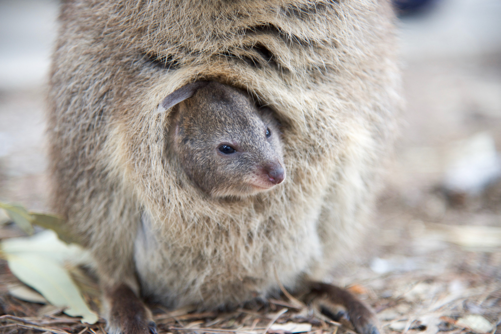 Animals you've never seen as babies