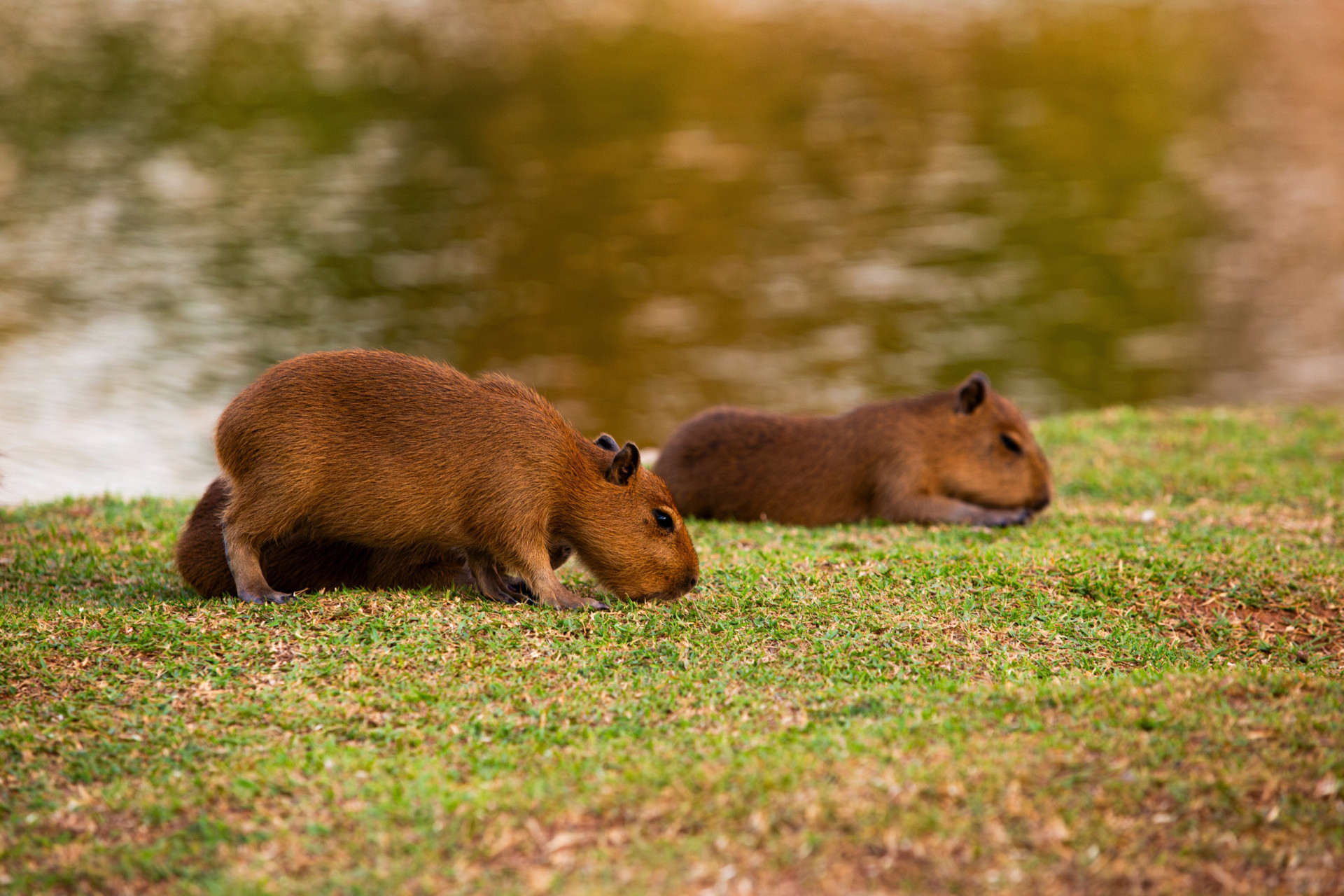 Animals you've never seen as babies